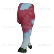 Anatomical Pig Model | MeCan Animal