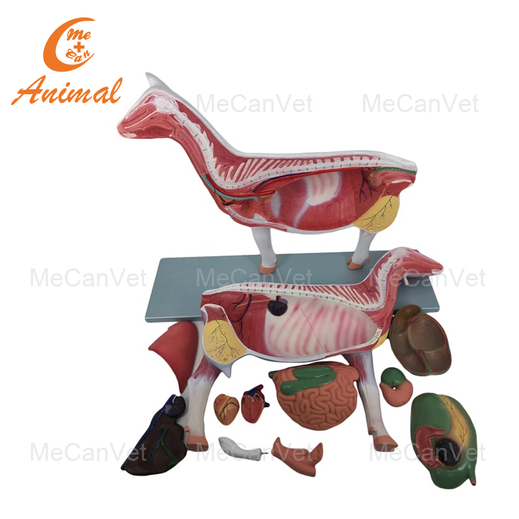 Goat Anatomy Model | MeCan Animal