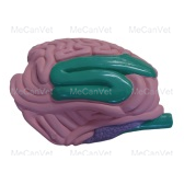 Goat Anatomy Model | MeCan Animal