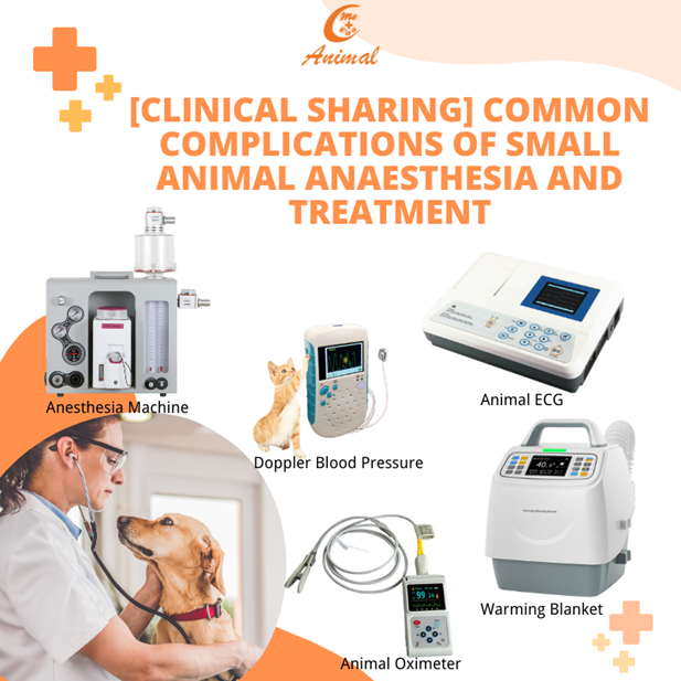 A Deep Dive Into Small Animal Anaesthesia and Treatment - Guangzhou ...
