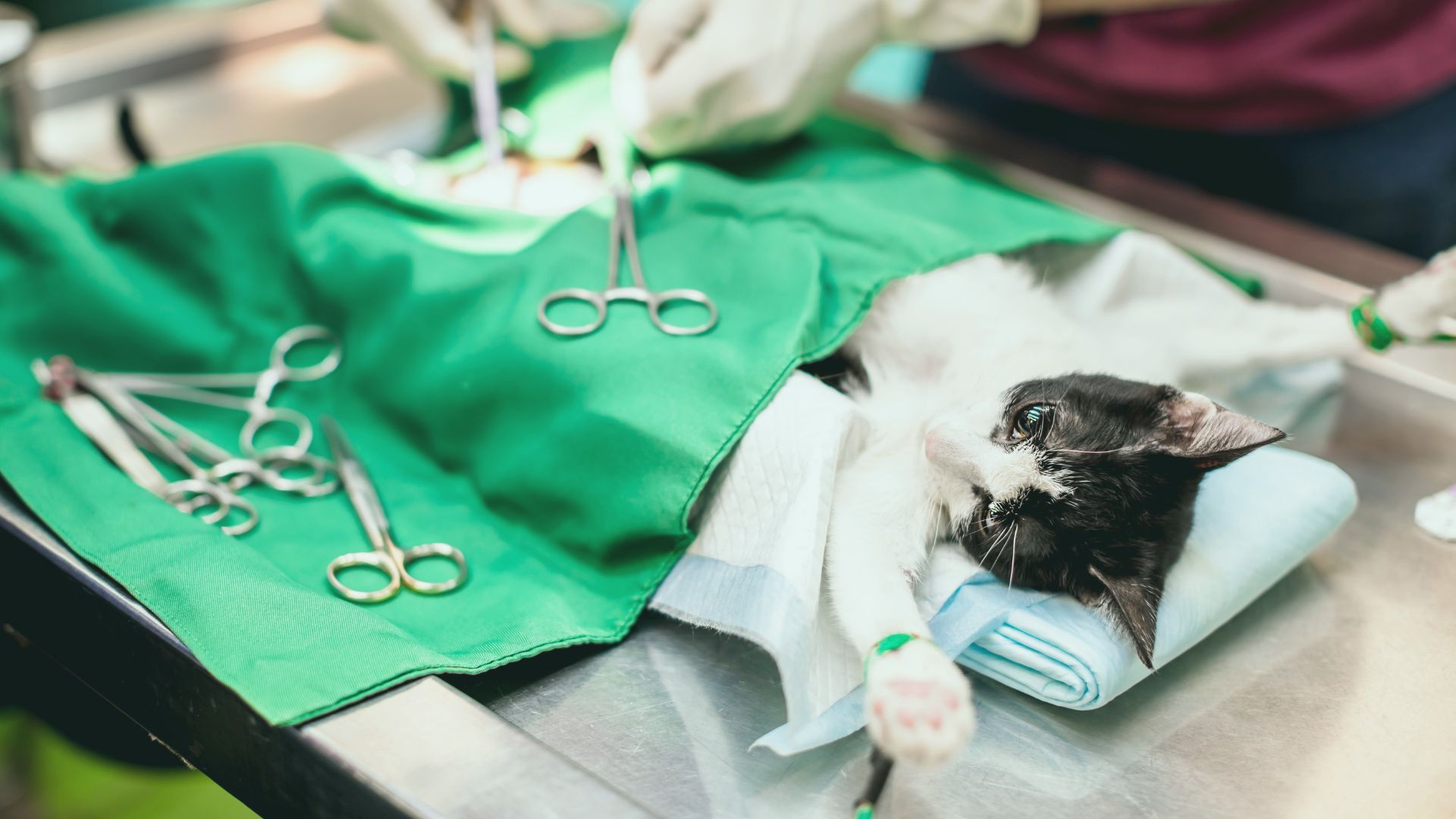 One-Stop Solutions for Veterinary & Animals | MECAN VET