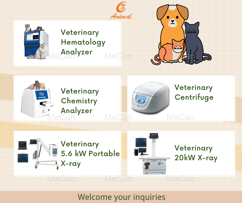 New Treatment for Cat-borne abdomen You Should Know About - Guangzhou ...