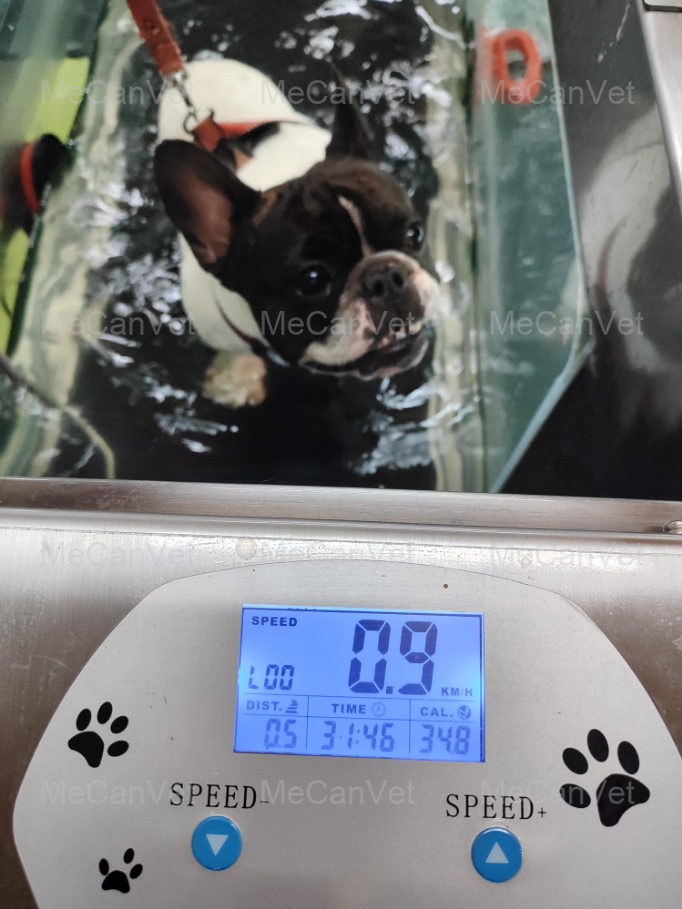 Underwater Dog Treadmill Success Story from Slovenia