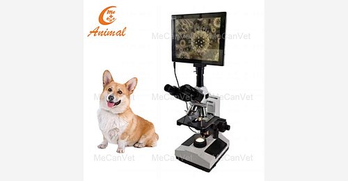 Vet Microscope Binocular