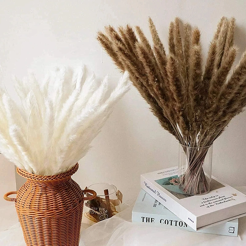 Dried Reeds Natural Dried Plants Bunch Small Pampas Grass DIY Craft ...
