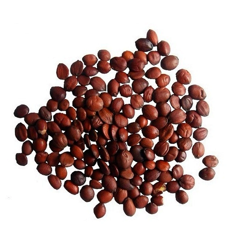 Jujube Seed Extract Manufacturer - Herb Green Health
