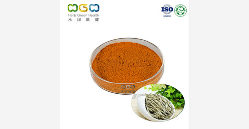 Instant White Tea Powder Manufacturer - Herb Green Health