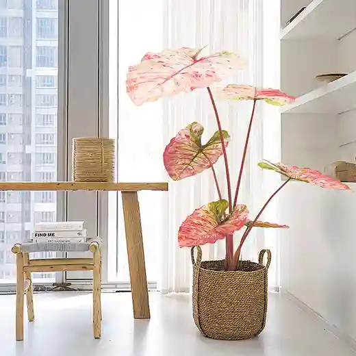 indoor decorative trees , - Guangzhou Haihong Gardening and Landscaping ...