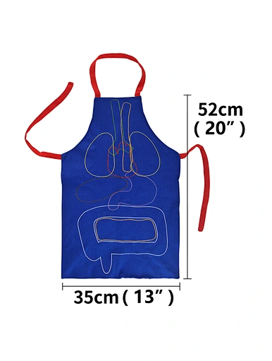 Anatomy organ apron Awareness Educational Toy|leemoland.com