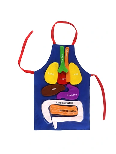 Anatomy organ apron Awareness Educational Toy|leemoland.com