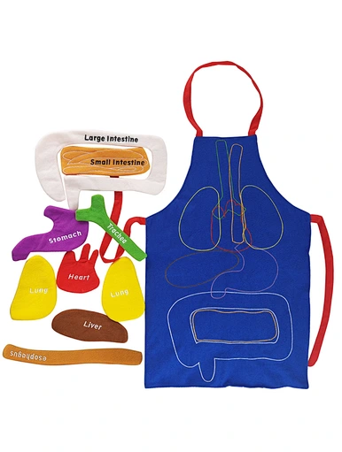 Anatomy organ apron Awareness Educational Toy|leemoland.com