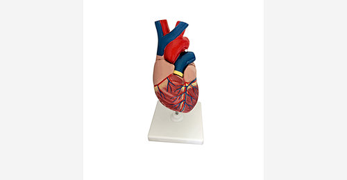 Plastic life size anatomical human heart model 2 parts