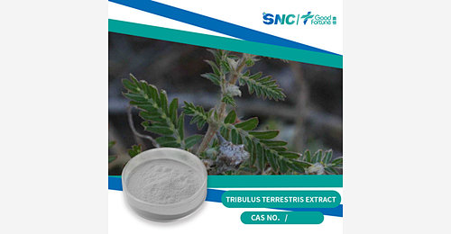 Tribulus Terrestris Extract - SNC | Good Fortune