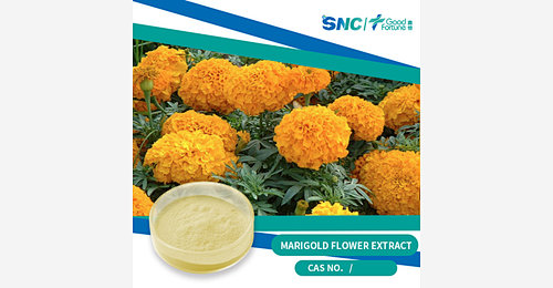 Marigold Flower Extract - SNC | Good Fortune