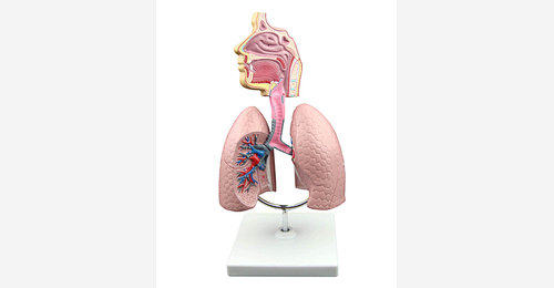 Respiratory system model , Respiratory system anatomical model ...