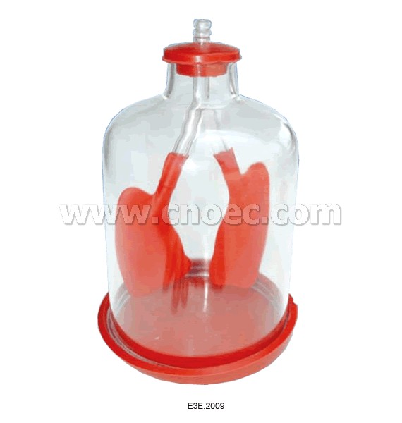 Lung Demonstration Model