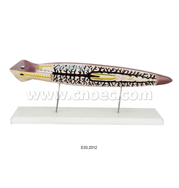 Model of Planarian