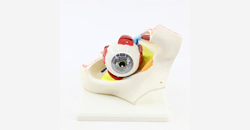 Human anatomy eye in orbit model 8parts for medical model from China ...