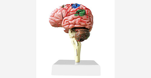 4D master mini size DIY human brain model for teaching model