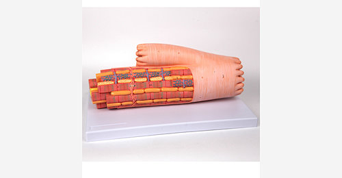 Magnified Myocardial Anatomical Model