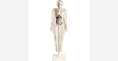 Model of Transparent Human (42cm)