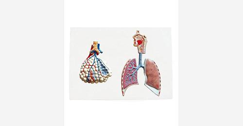 respiratory system model , - Ningbo Twinkle International Co., Limited