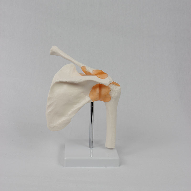 Human Life-size shoulder joint joint model Twinklescience