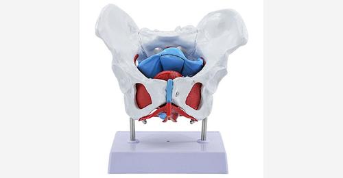 pelvic floor anatomy model , - Ningbo Twinkle International Co., Limited