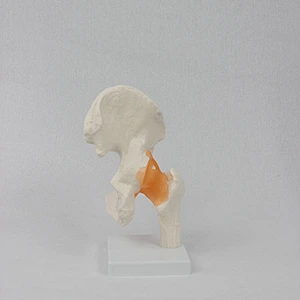 Human Hip Joint Model biological medical model twinkle